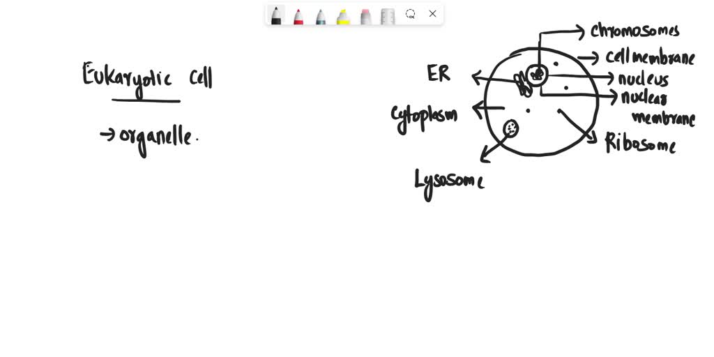 SOLVED: draw an image of eukaryotic cell. Label all the organelles and ...