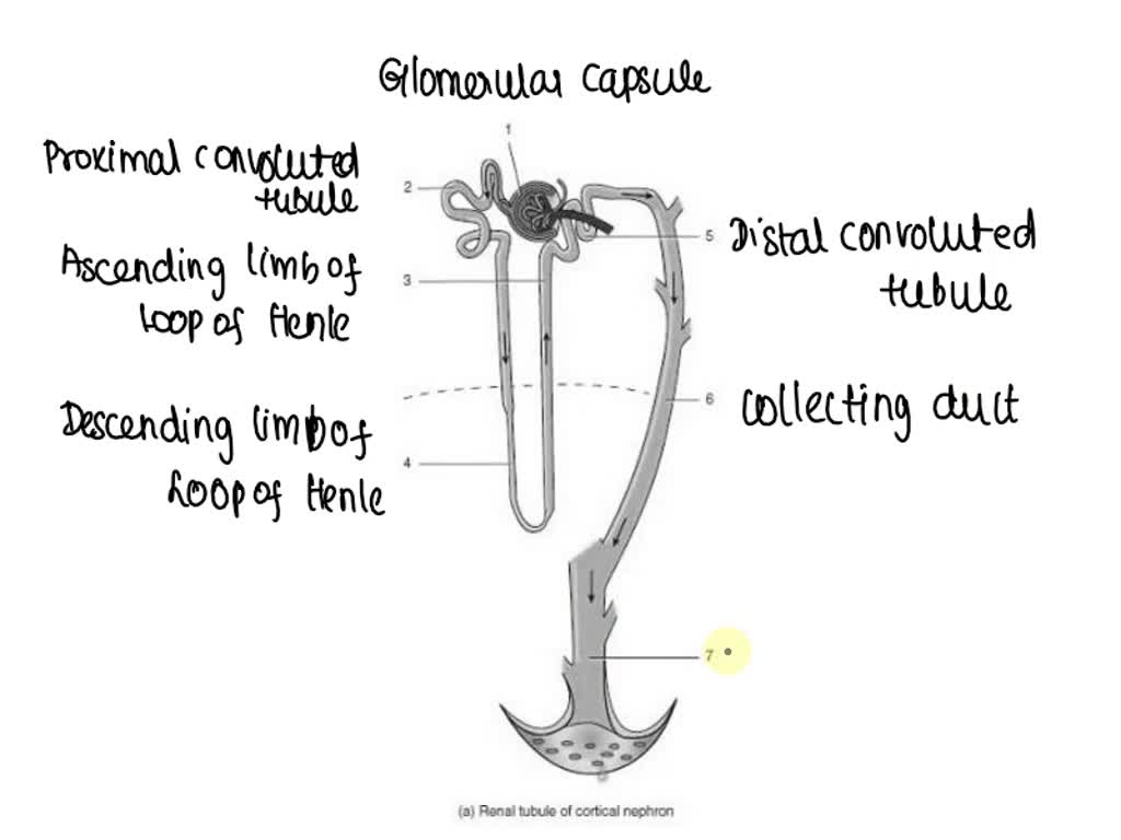 SOLVED: Hello, please help! Collecting duct Ascending limb of loop of ...