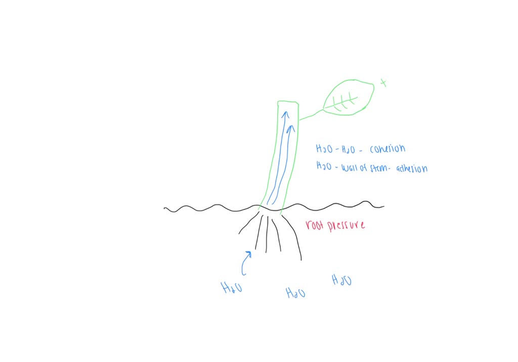 SOLVED: The attraction of water molecules to other kinds of molecules ...