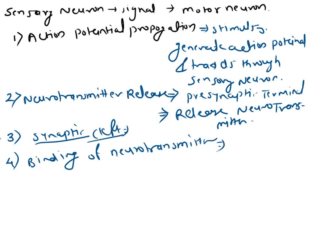 SOLVED: The following figure shows that the sensory neuron detects the stimulation and sends a ...