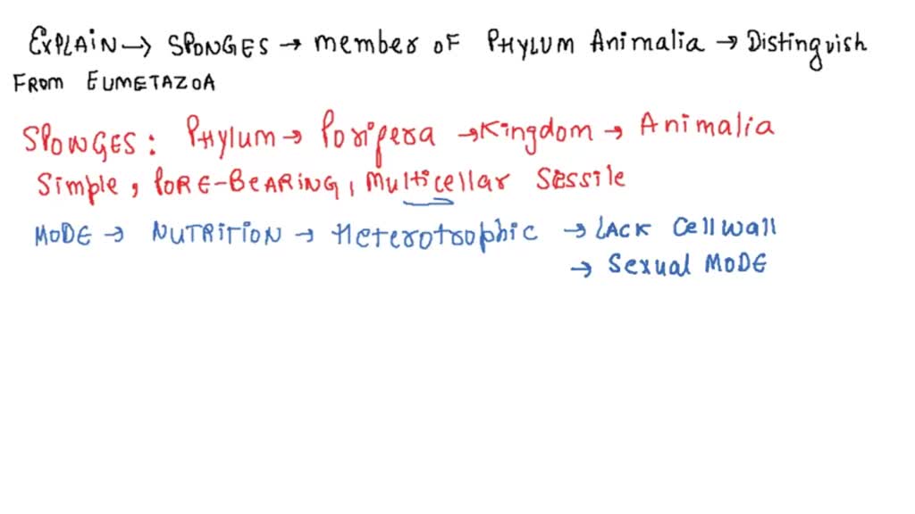 SOLVED: Sponges are the only member of the Kingdom Animalia that fall ...