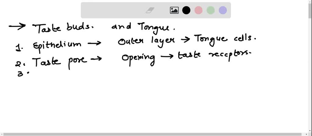 SOLVED: Taste cell, Taste buds, Papillae, Maculae, dy, Taste hair ...