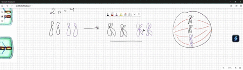 Consider a cell with four chromosomes the schematics below...