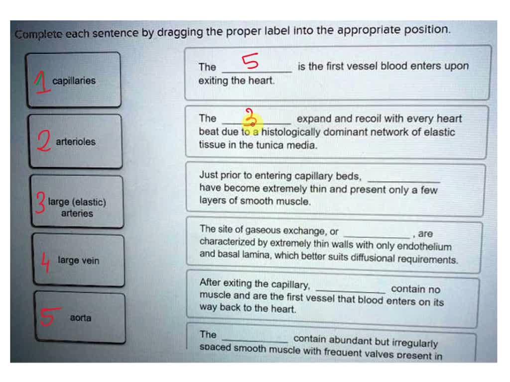 SOLVED Complete Each Sentence By Dragging The Proper Label Into The solved-complete-each-sentence-by-dragging-the-proper-label-into-the