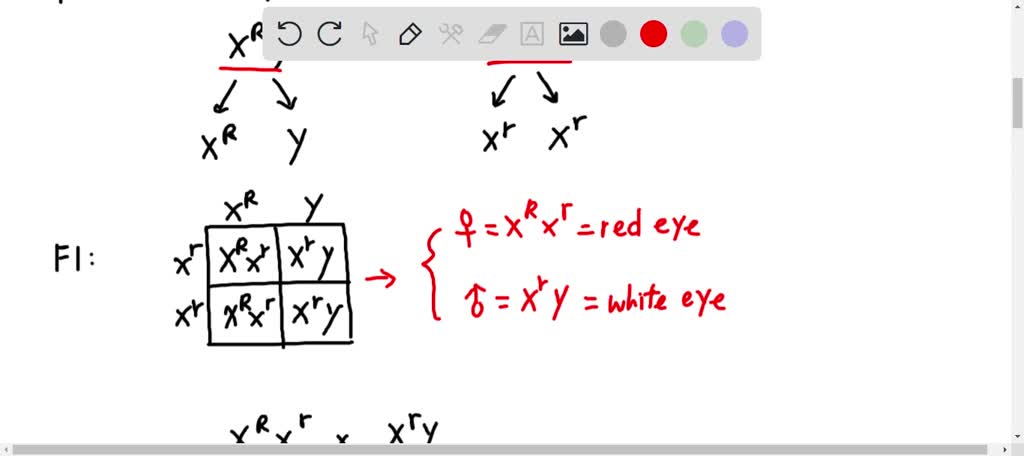 SOLVED: A red eyed male fruit fly is crossed with white eyed female fruit fly. Work out the ...