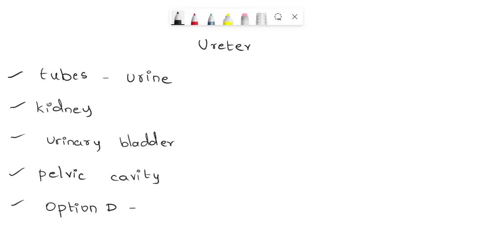 SOLVED: Which of the following statements concerning the ureters is ...