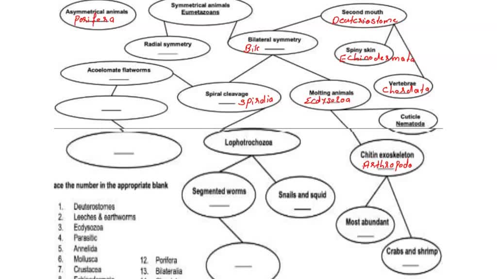 SOLVED: Animal Diversity II Answer Chart ANIMAL SYMMETRY TISSUE ORGAN ...