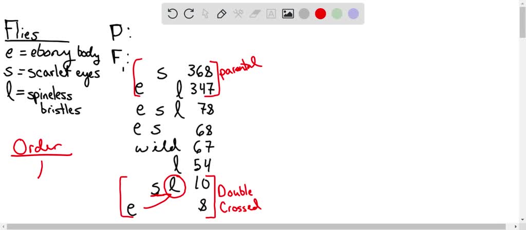 Solved 7 23 Female Drosophila Heterozygous For Three Recessive Mutations E Ebony Body St