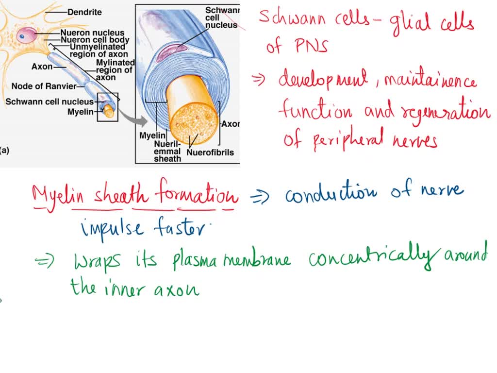 Solved Describe How The Schwann Cells Form The Myelin Sheath And The Neurilemma Encasing The