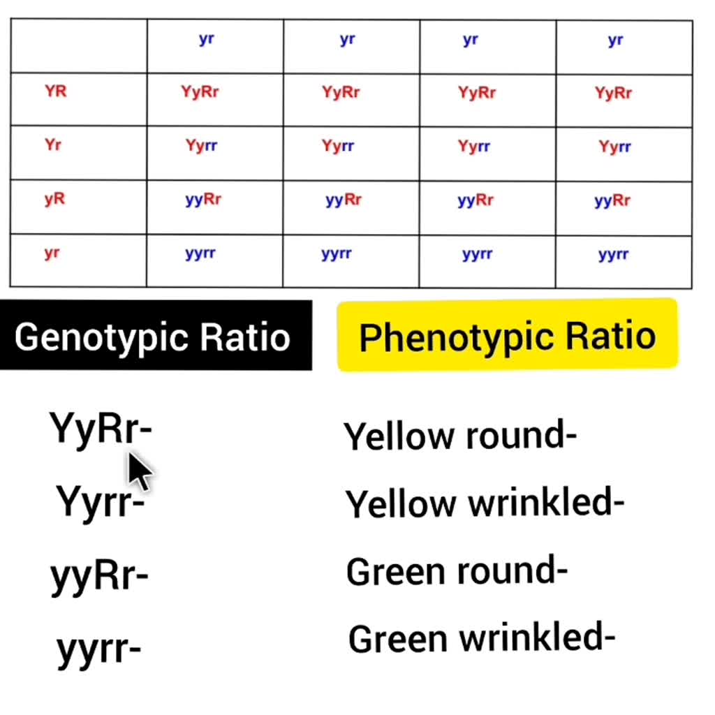 SOLVED: If Mendel took plants that were heterozygous for round yellow ...
