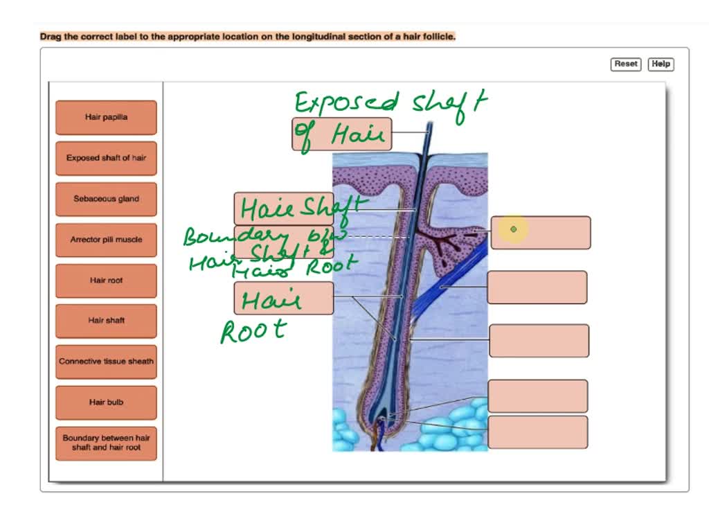 SOLVED: Texts: Part A Drag the labels onto the long axis of a hair ...