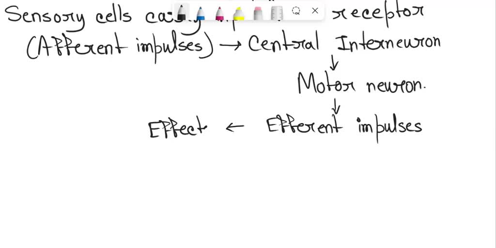 SOLVED: 'Which of the following lists the components of reflex arc in the order in which nerve ...