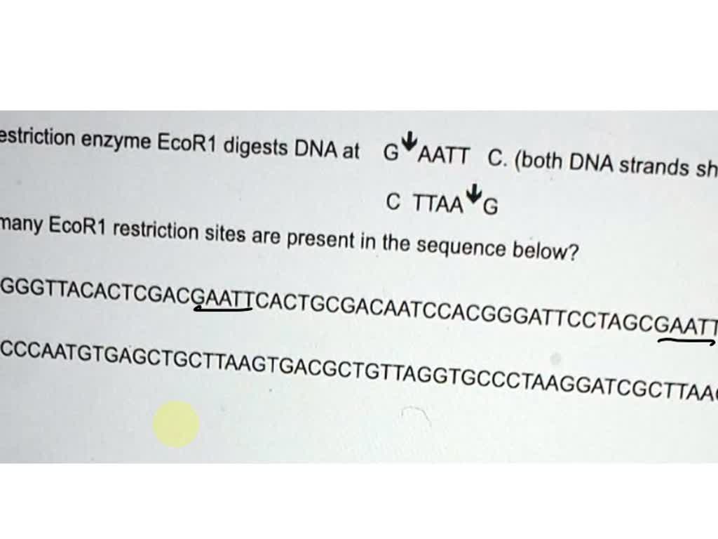 SOLVED: The restriction enzyme EcoR1 digests DNA at GAATTC: (both DNA ...