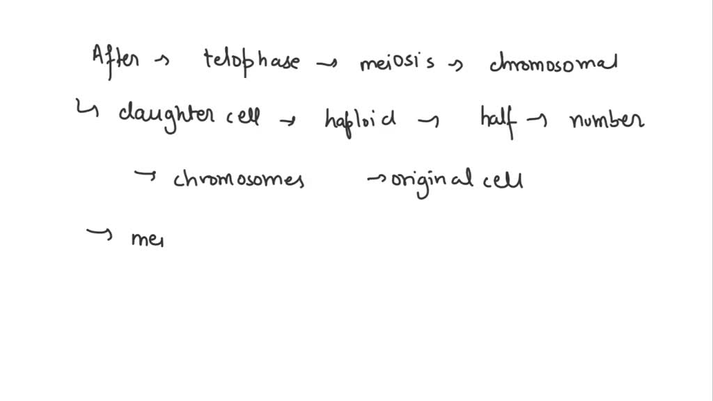SOLVED: After telophase of meiosis, the chromosomal makeup of each ...