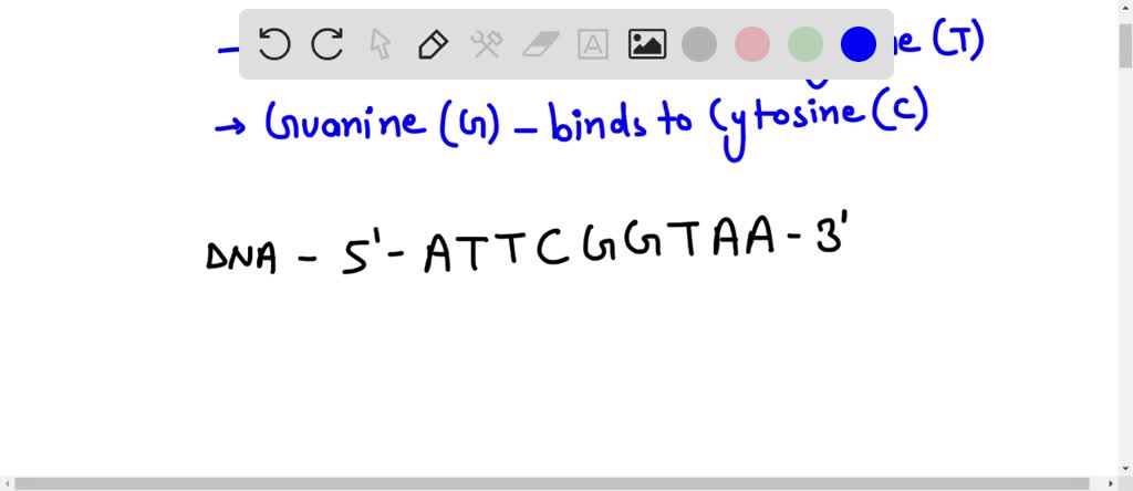 SOLVED: A portion of one strand of DNA has the sequence 5â€² ATTCGGTAA ...