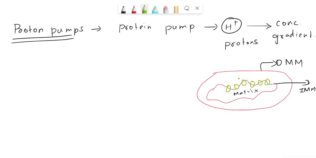 SOLVED: The first step that has to occur to drive the transport of a H+ ion against the ...