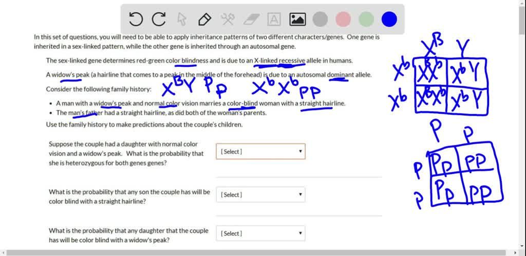 Solved In This Set Of Questions You Will Need To Be Able To Apply Inheritance Patterns Of Two