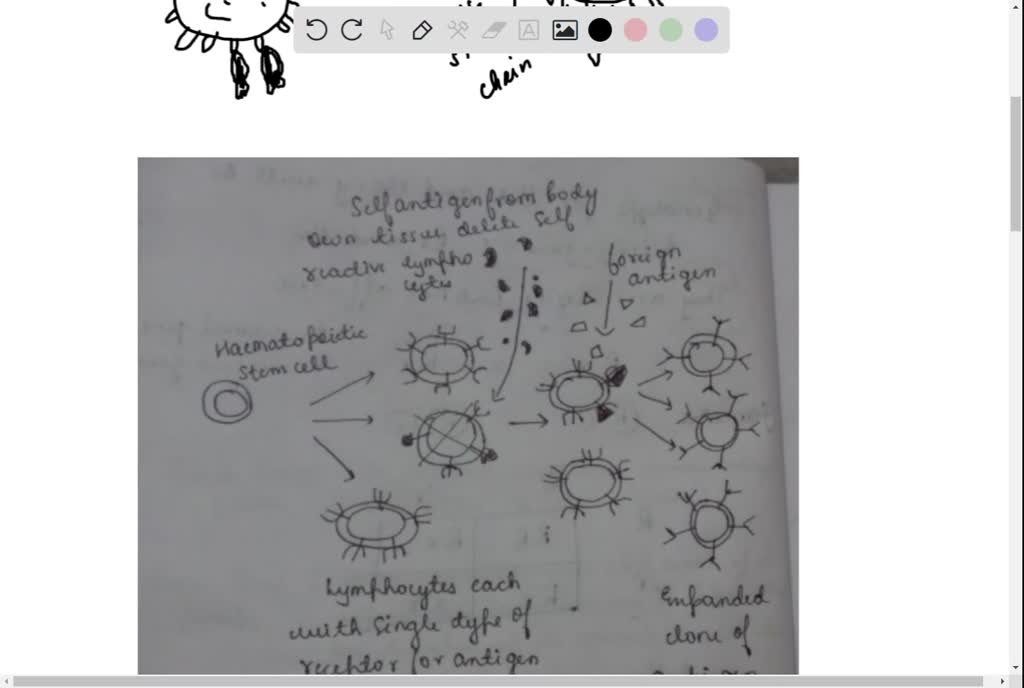 Compare and contrast Burnet's Clonal Selection theory and Ehrlich's ... Compare and contrast Burnet's Clonal Selection theory and Ehrlich's ...