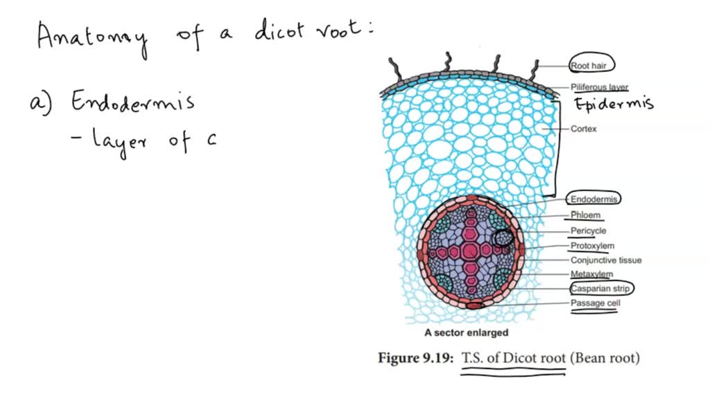 SOLVED: 1. What is the function of the endodermis? 2. What tissues or cells produce lateral ...