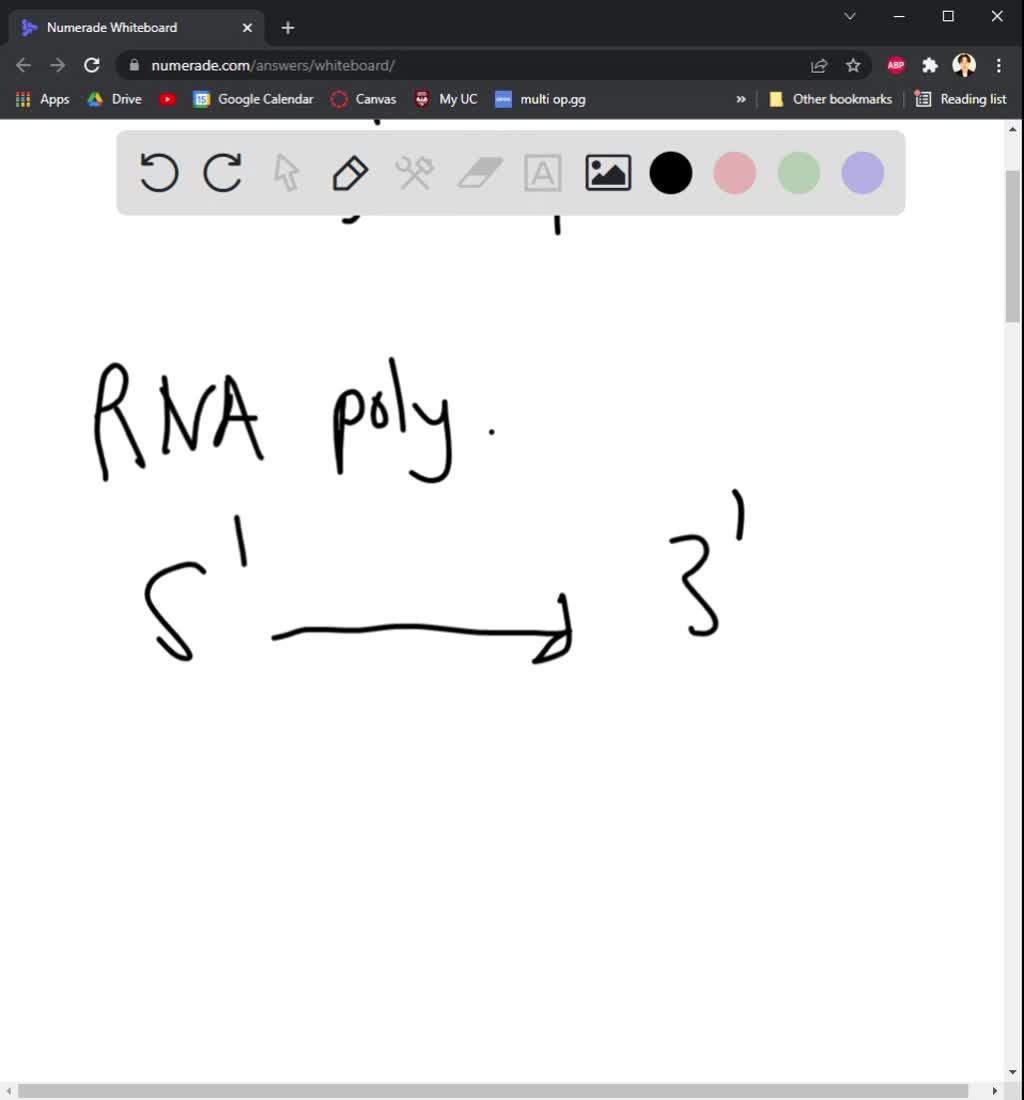 Solved 1 The Nucleic Acid From A Newly Discovered Virus Contains 11