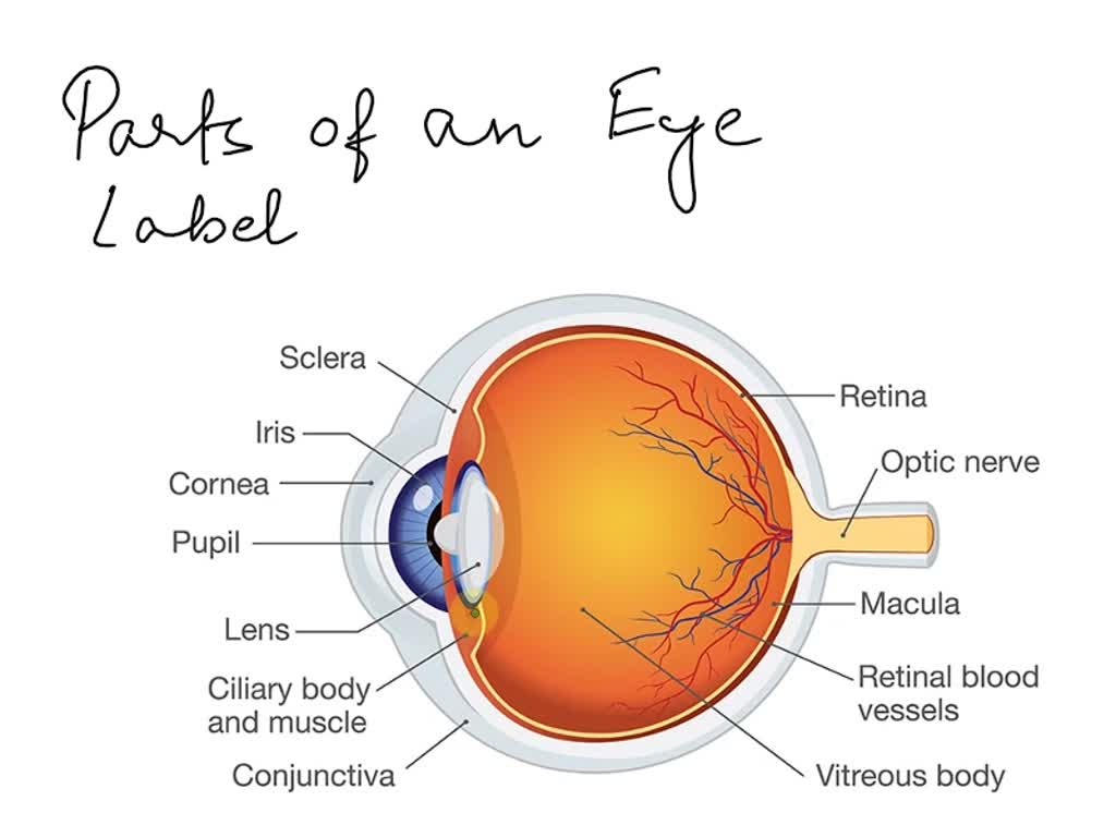 SOLVED: 'Label the parts of the eye Cornea Iris Retina Pupil Lens Optic ...