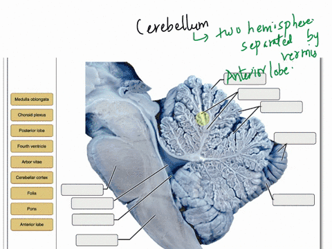art labeling activity figure 1216a part a drag the appropriate labels to their respective ...