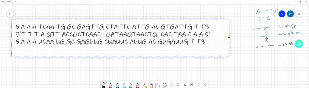 SOLVED: User: Transcribe and translate proteins A(Hba) and Hemoglobin S ... SOLVED: User: Transcribe and translate proteins A(Hba) and Hemoglobin S ...