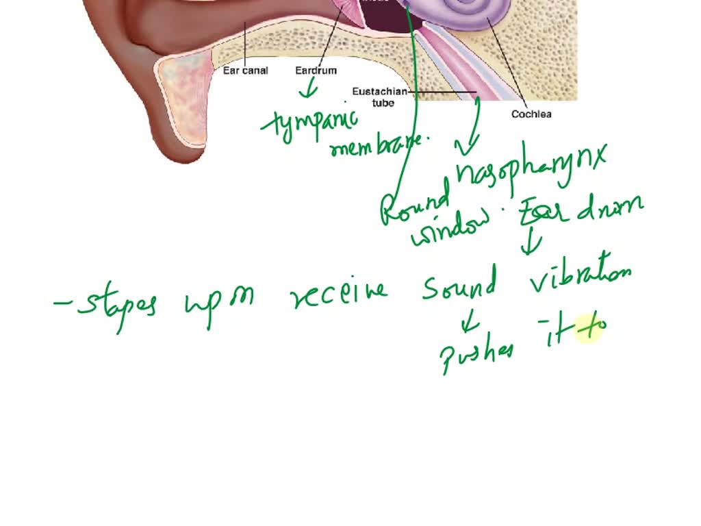 SOLVED: explain the anatomical and physiological basis for pitch and ...