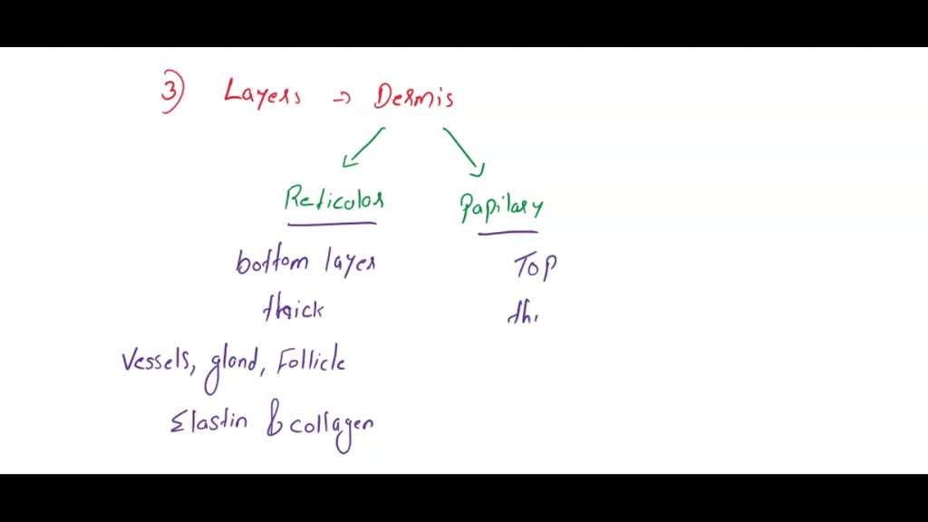 SOLVED: 3. Identify the dermis on the skin model. Name the two layers ... SOLVED: 3. Identify the dermis on the skin model. Name the two layers ...