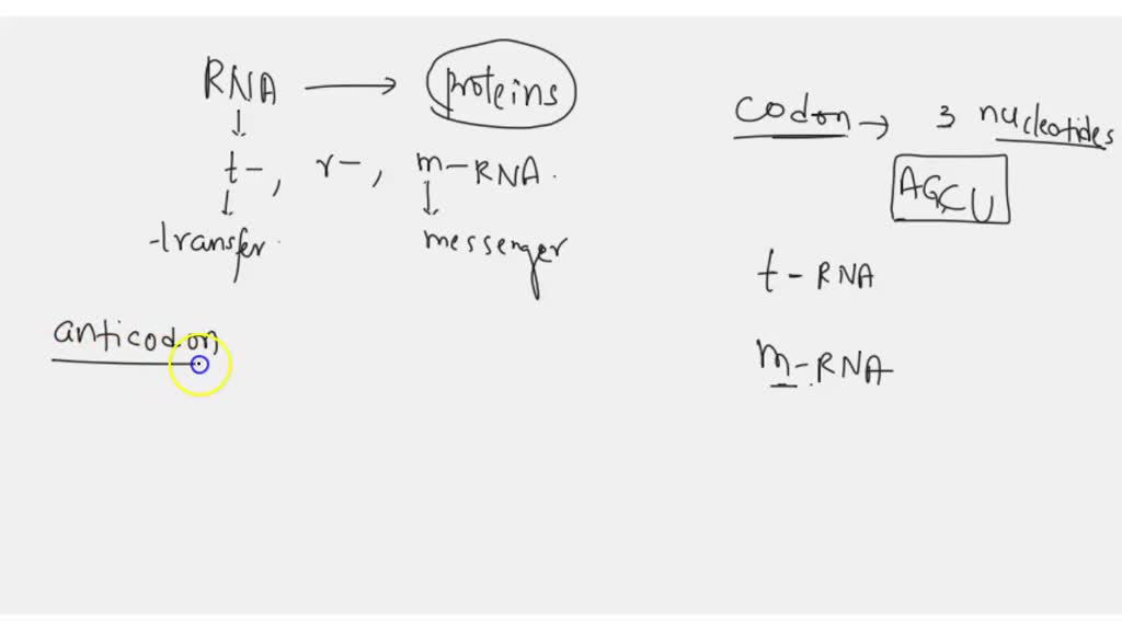 SOLVED: The anticodon of a tRNA is 5'-UUG-3'. What codons can be ...