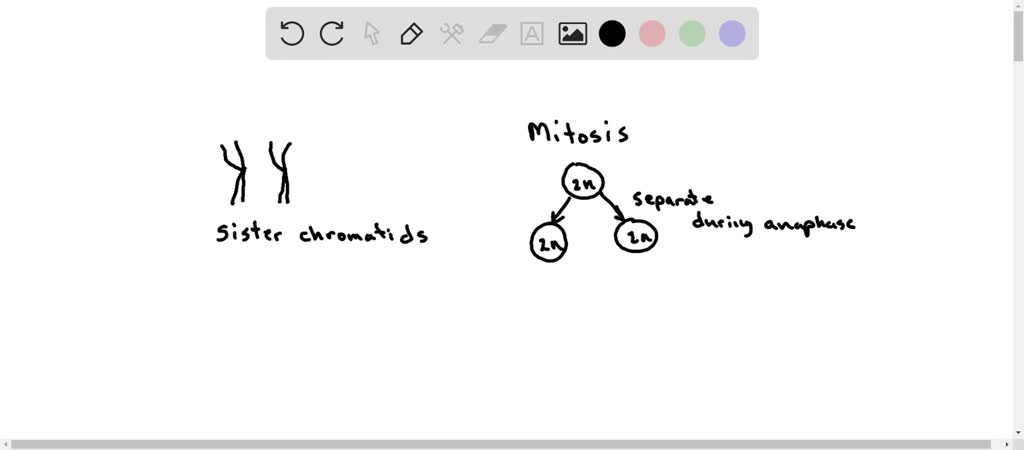 SOLVED: During which phase of the cell cycle are sister chromatids ...