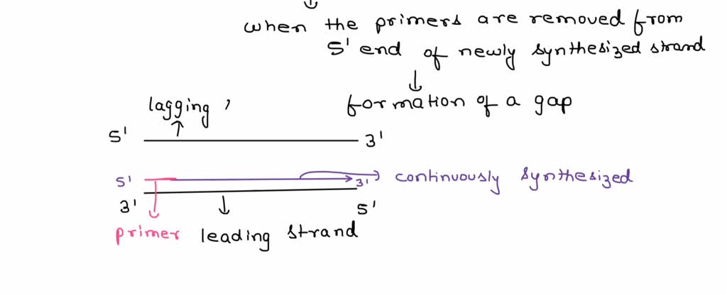 SOLVED: The end‑replication problem (telomere problem) exists in ...