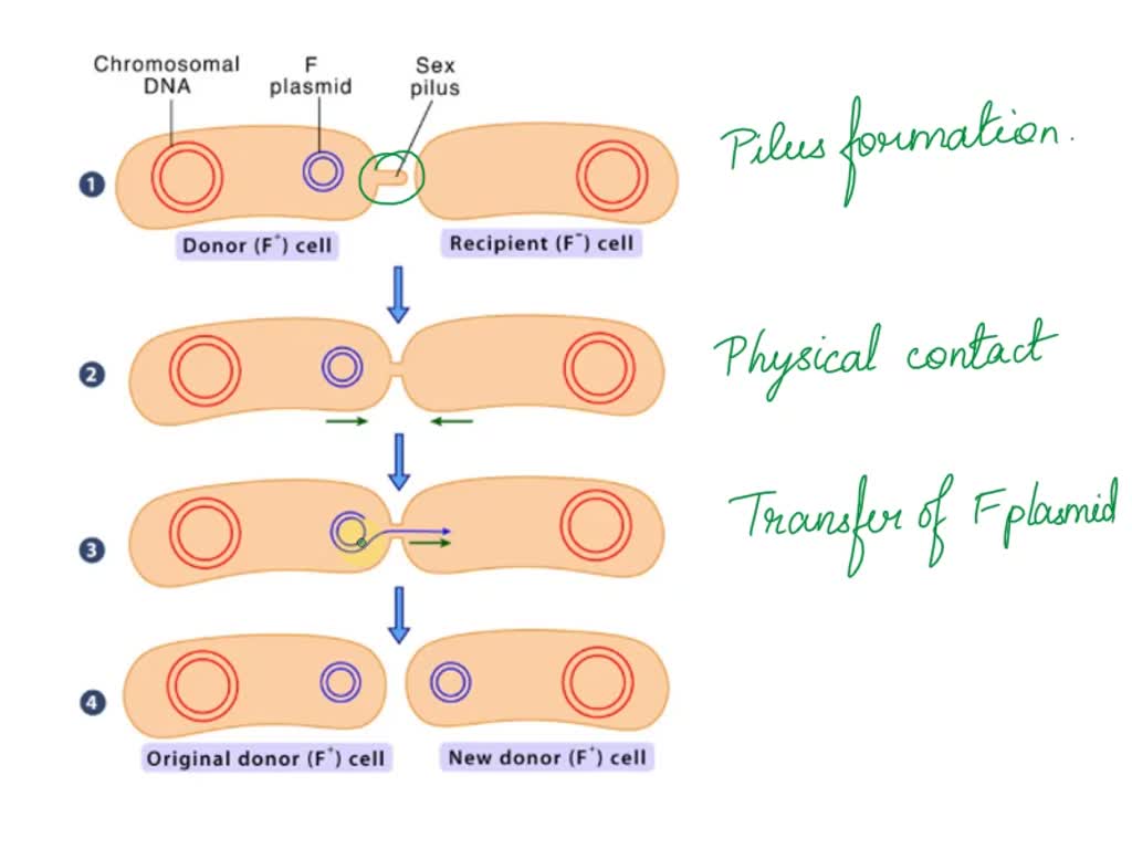 SOLVED: Rank the images below in the logical order of progression from ...