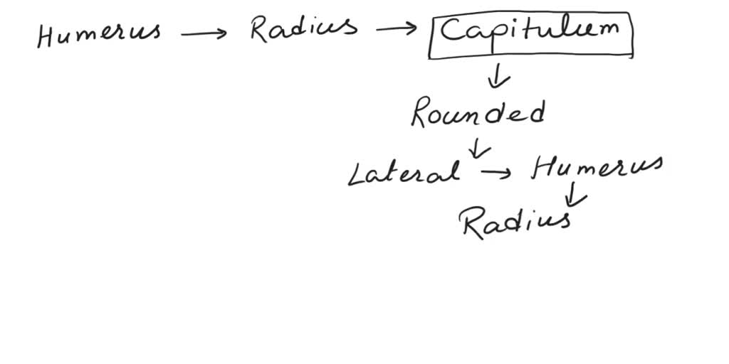 SOLVED: Which region of the humerus articulates with the radius as part ...
