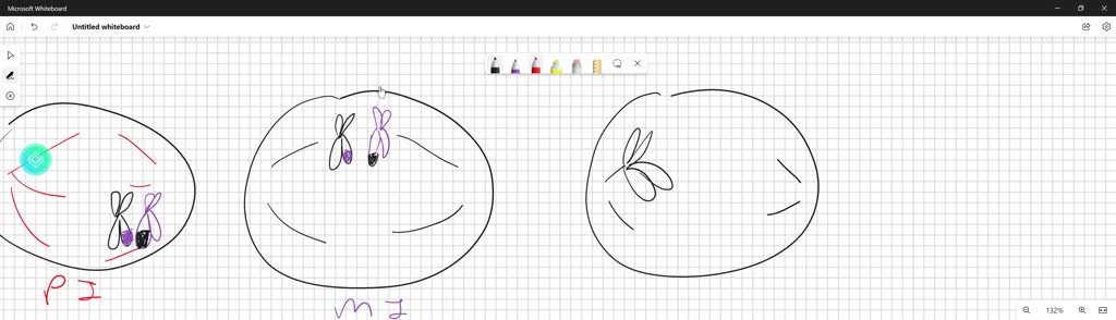 SOLVED: Draw the different stages of Meiosis Interphase Prophase I ...