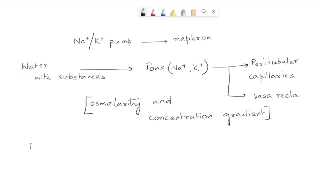 SOLVED: The sodium (Na+) potassium (K+) pump is a protein channel in ...