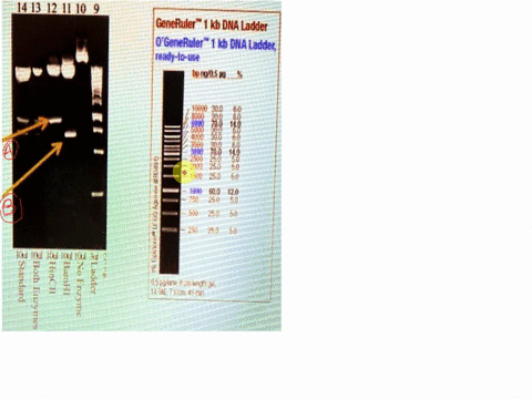 1443 12 4l10 generuler 1 kb dna ladder 0gereruler kb dna...