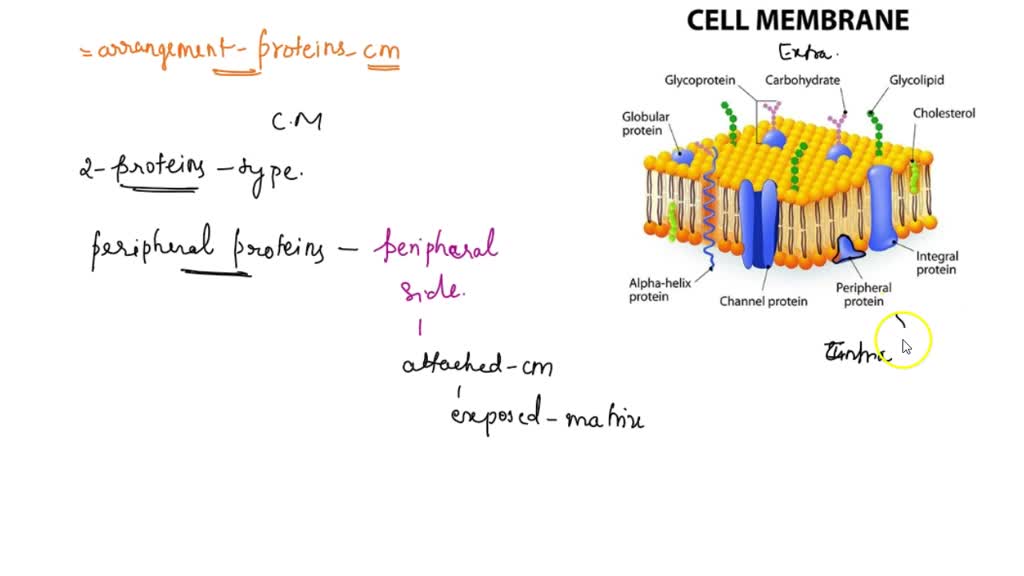 SOLVED: According to the fluid mosaic model of the cell membrane ...