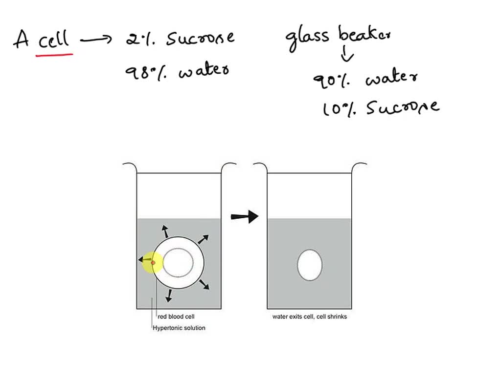 SOLVED: A cell containing 2% sucrose and 98% water is placed into a ...