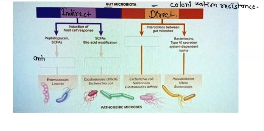SOLVED: Drag the labels to indicate the mechanisms of colonization ...