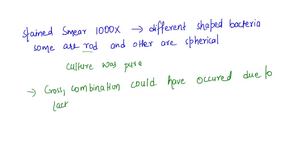 SOLVED: When you observe your stained smear at 1000X, you see two ...