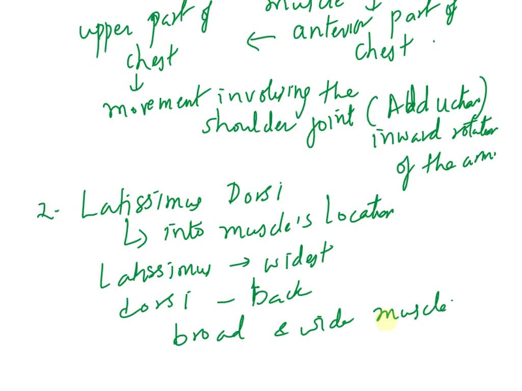 SOLVED: Muscles of the thorax and the upper parts of the arms, lateral ...