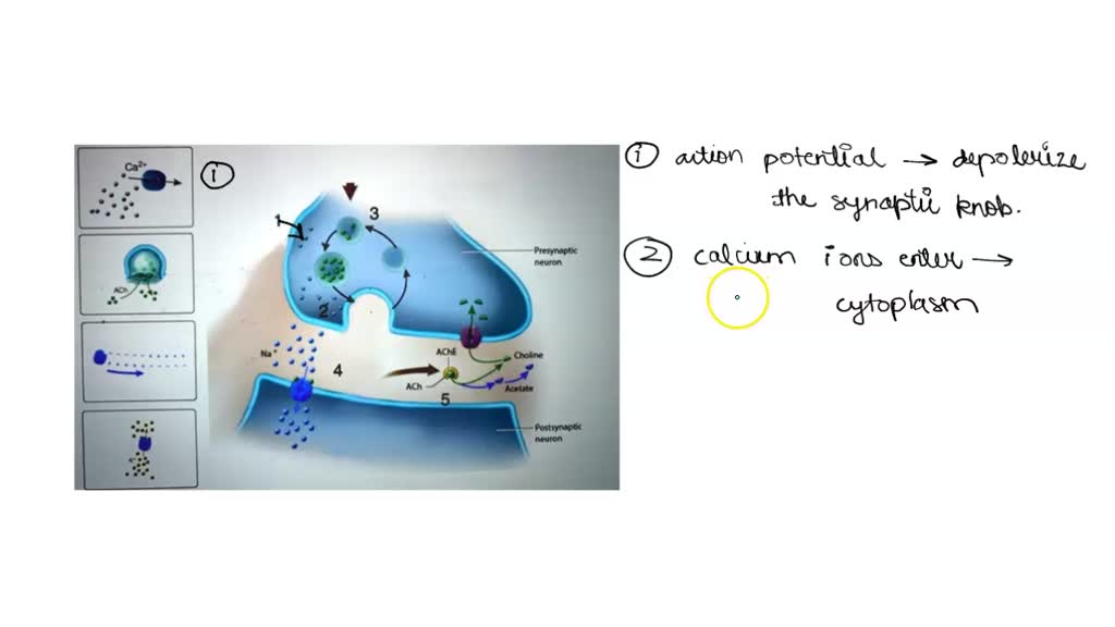 SOLVED: Use Cell Drag each image below into the figure in order to ...