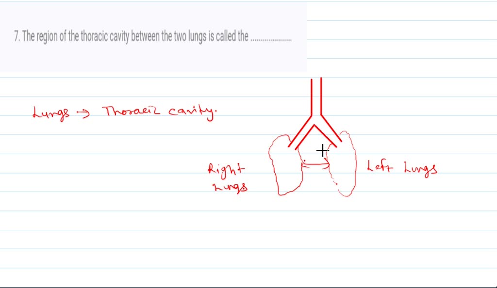 SOLVED: The name of the internal ridge where your lungs bifurcate. It's ...
