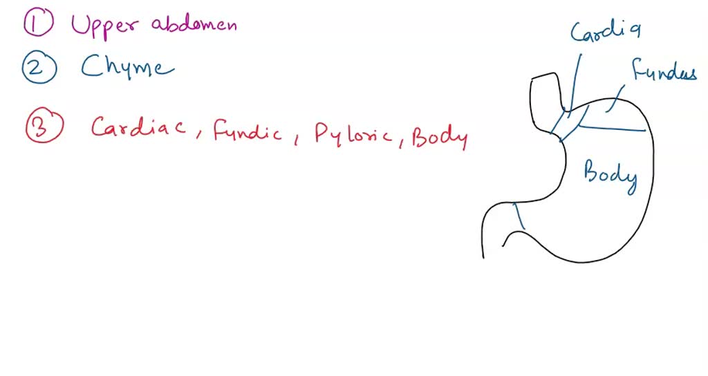 SOLVED: The three structural features of the small intestine that ...