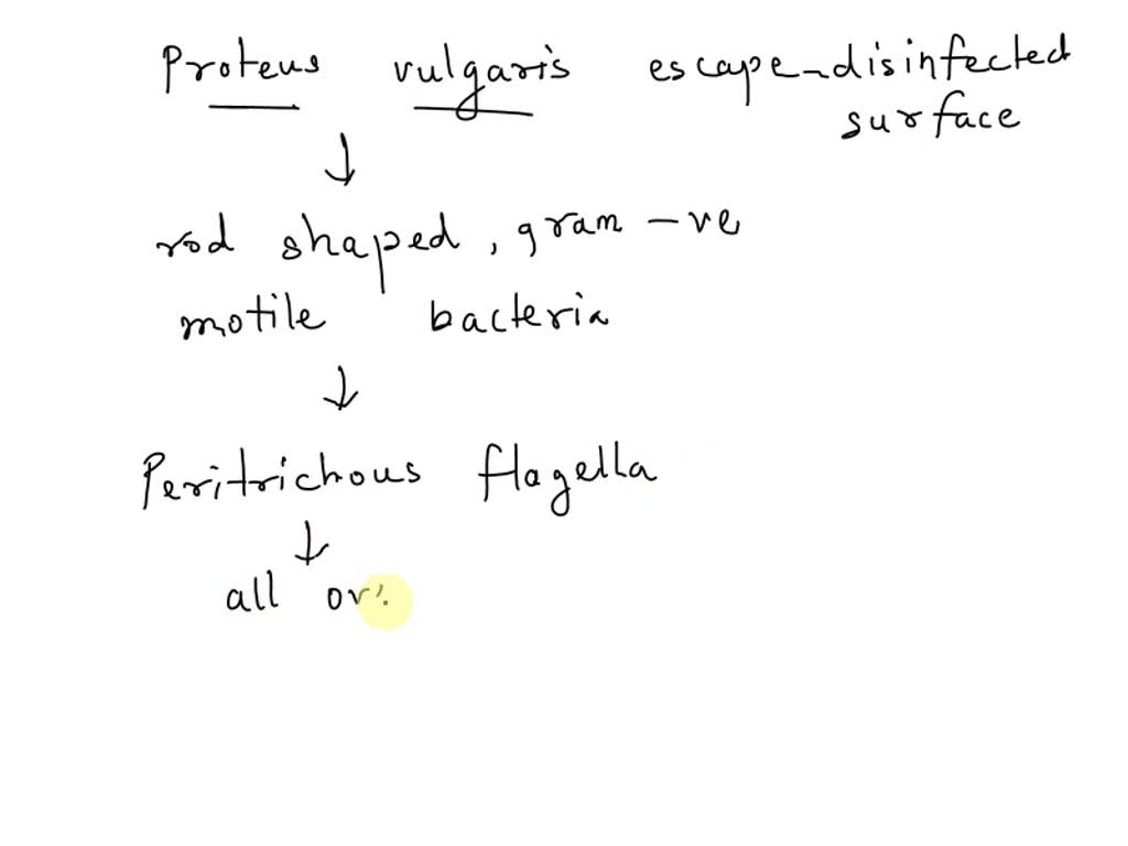 A peritrichous Proteus vulgaris bacterium needs to escape from surface ...