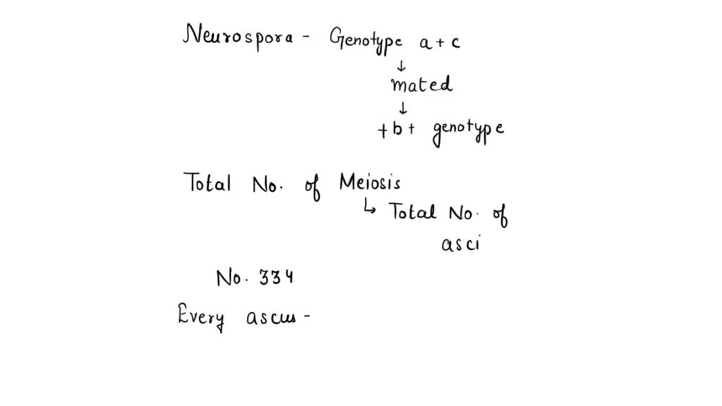 SOLVED: Neurospora of genotype a+c are crossed with Neurospora of ...