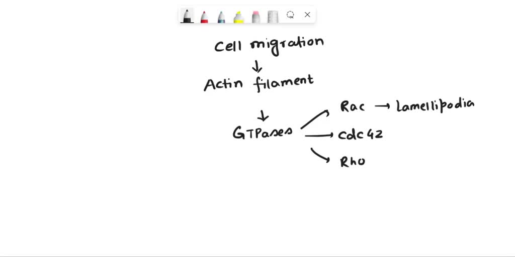 SOLVED: The image above shows an electron micrograph of the actin ...