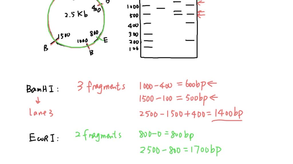 SOLVED: The above plasmid is treated with EcoRI and BamHI. When the ... SOLVED: The above plasmid is treated with EcoRI and BamHI. When the ...