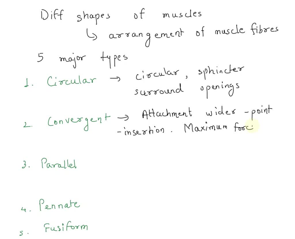SOLVED: 'Complete the table below on muscle shapes based on fascicle ...